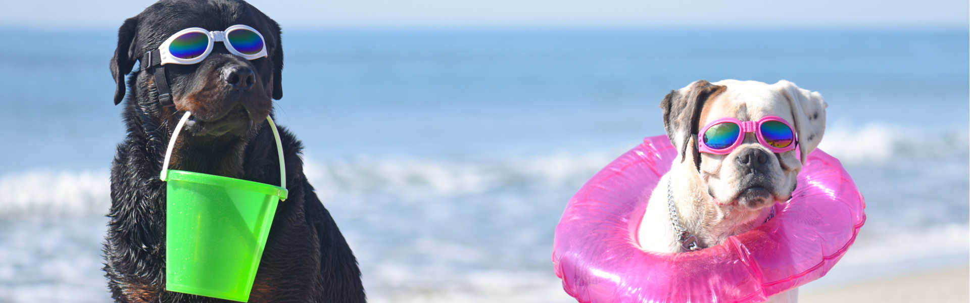 WoofBeach Aurora IL | Dog Grooming | Dog Training | Call 630-686-8050